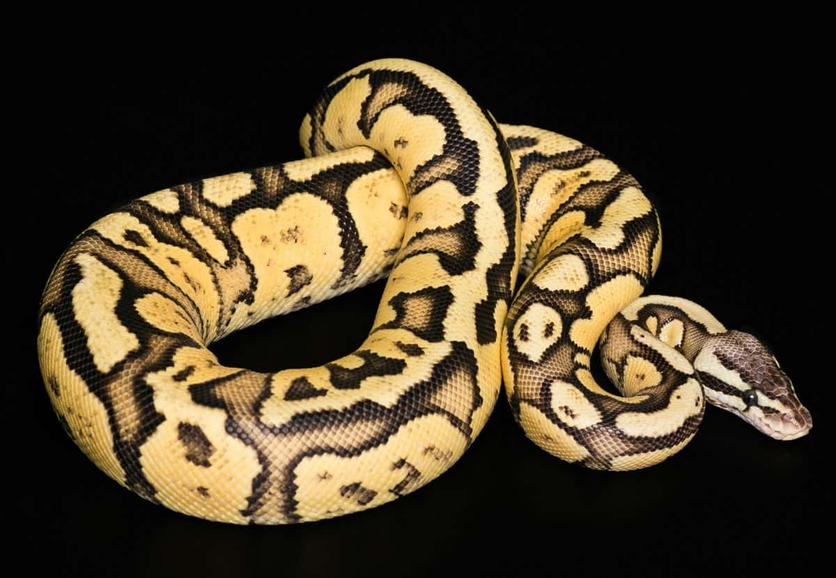 what-ball-python-morphs-have-wobble