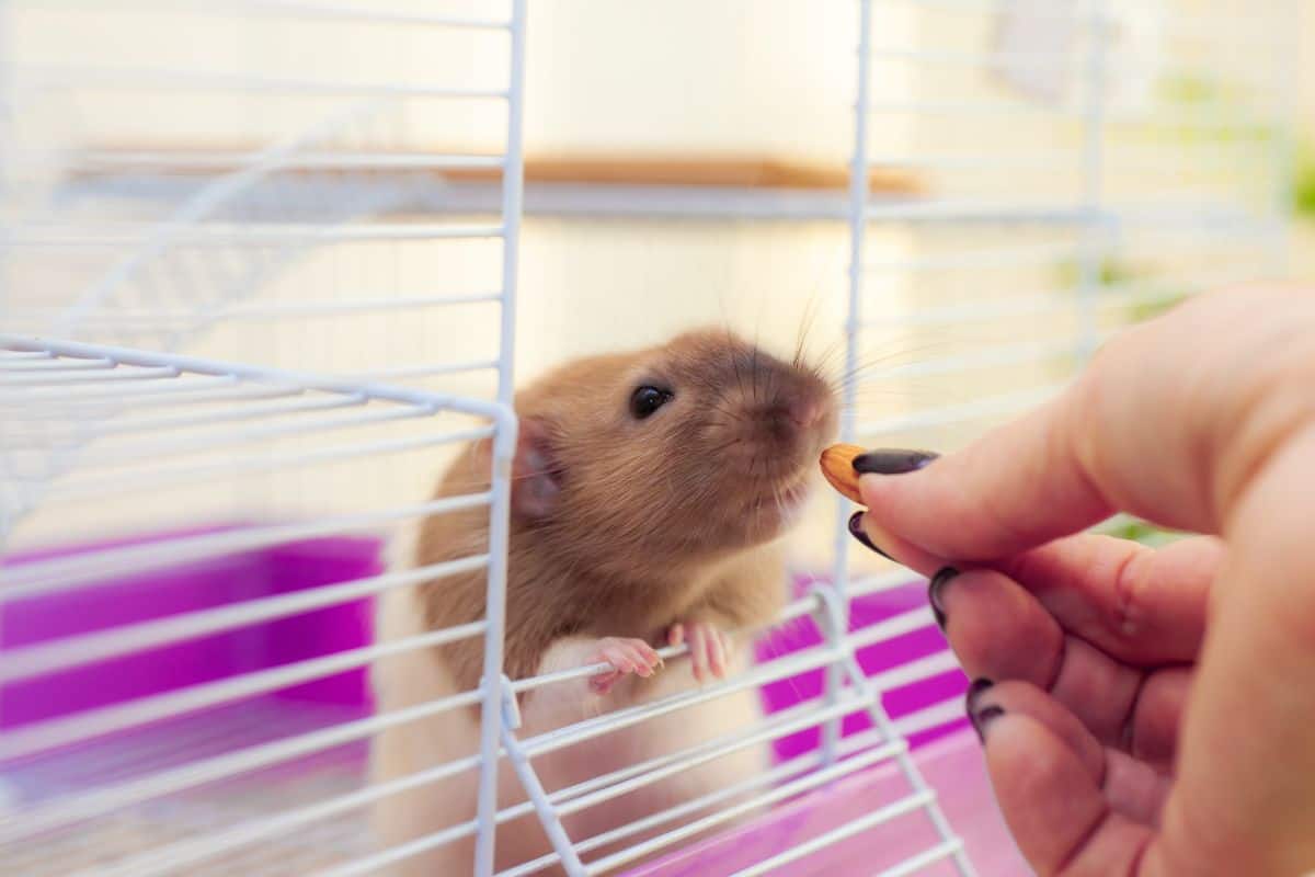How To Take Care Of A Hamster [Beginner's Guide]