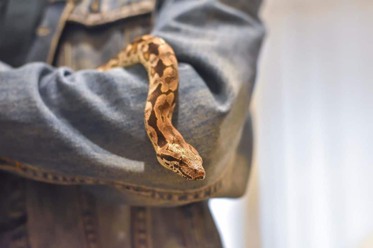 Do Ball Pythons Make Good Pets Are They For Beginners 