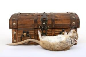 What To Do When Your Hamster Dies