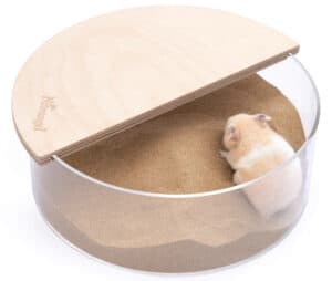Do Hamsters Smell Bad? (And Why They Might)