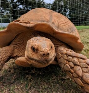 Box Turtle Lifespan: How Long Do Turtles Live?