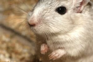 Do Hamsters Smell Bad? (And Why They Might)