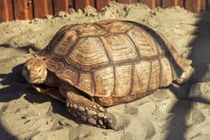 Where Do Turtles Go In The Winter? (& What Do They Do?)