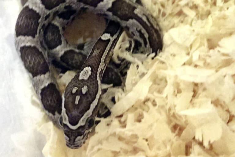 Anerythristic Corn Snake (Morph Traits, Facts, & Info)
