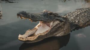Which Animals Eat Turtles? (Comprehensive Predator List)
