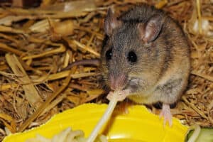 Why Gerbils Might Bite & How To Prevent It Or Stop It