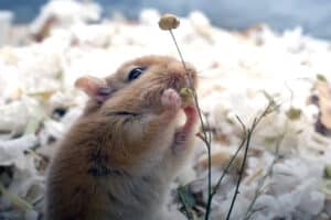 How To Take Care Of A Gerbil (Easy Step-By-Step Guide)