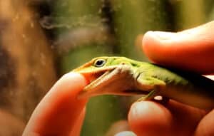 Are Green Anole Lizards Poisonous To Humans Or Animals?