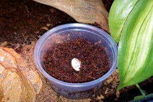 Green Anole Breeding & Egg Care Guide [Easy Step By Step]