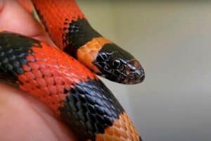 Different Types Of Milk Snakes That Make Great Pets