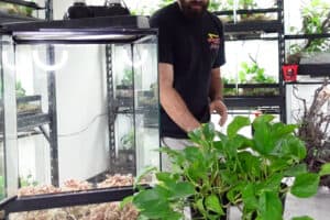Green Anole Tank Setup - Complete Habitat Assembly Guide