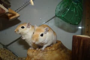 How Much Does A Gerbil Cost? (To Buy & Raise)