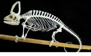 How to Tell If A Chameleon is Dying, Near Death, or Sick?