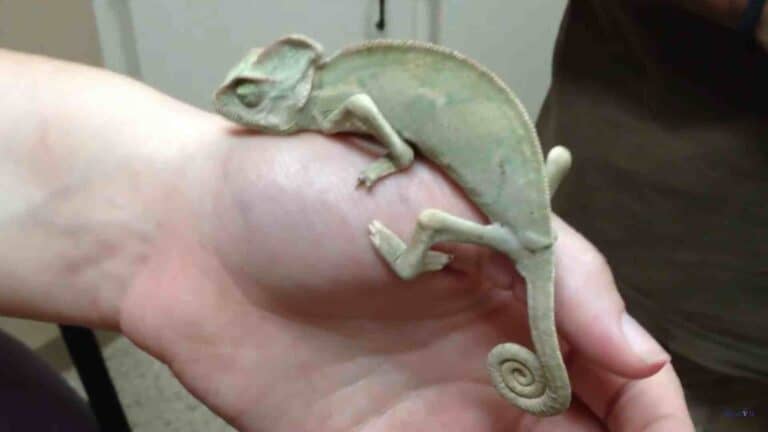 How to Tell If A Chameleon is Dying, Near Death, or Sick?