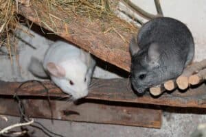 Chinchilla Growth Stages: Weight, Body Size, & More