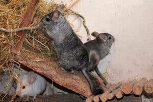 Chinchilla Growth Stages: Weight, Body Size, & More
