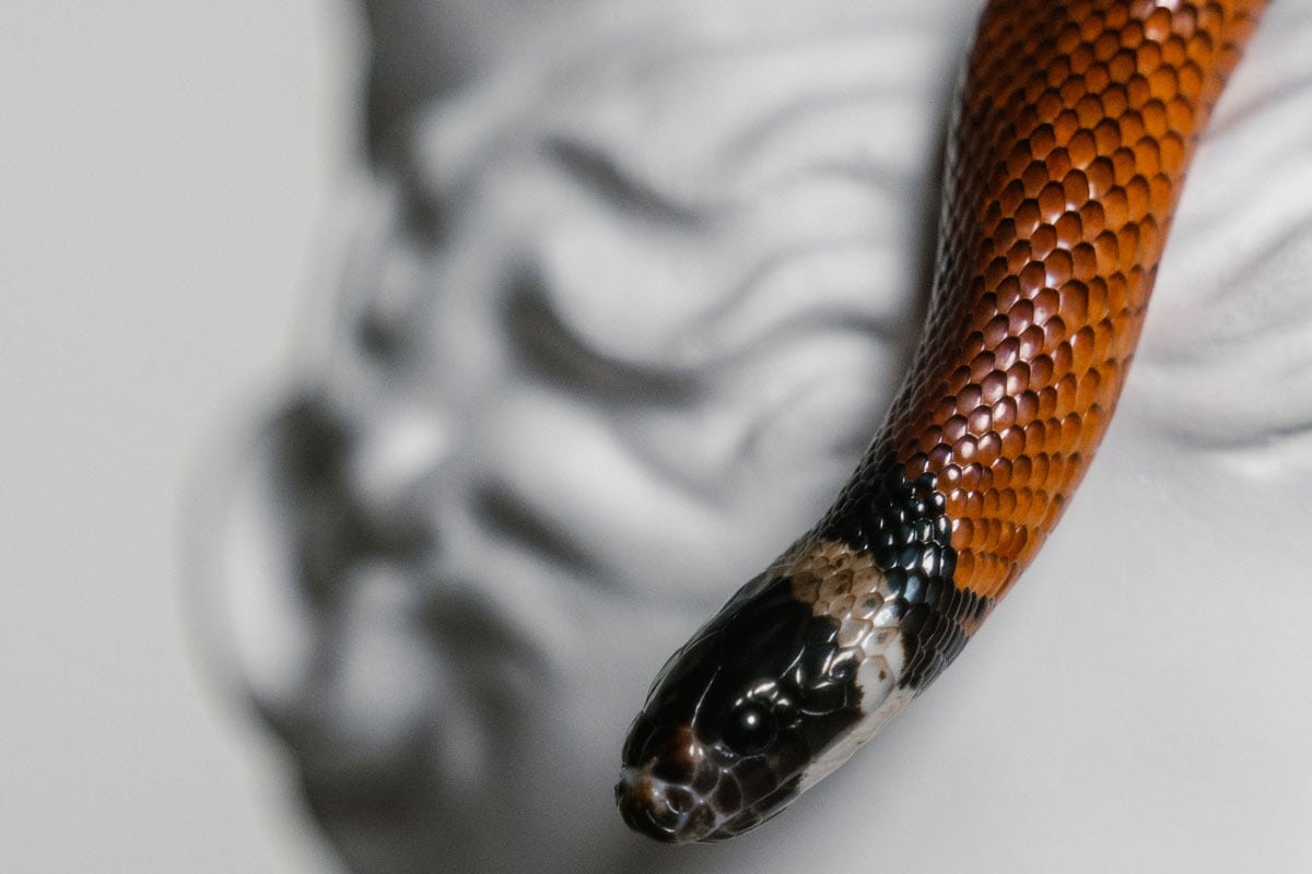How To Care For Milk Snakes (Complete Setup & Care Sheet)