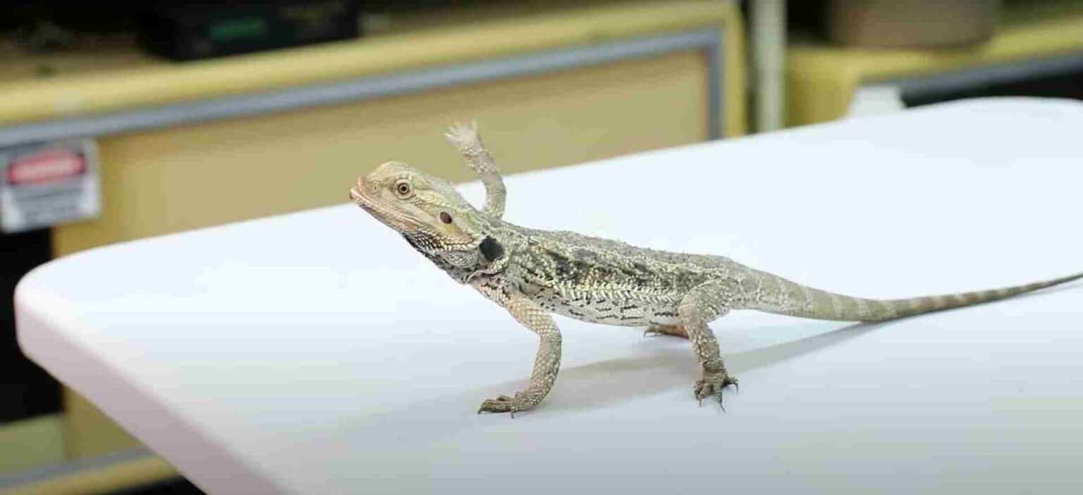 Bearded Dragon Mating Behavior, Rituals, & Seasons