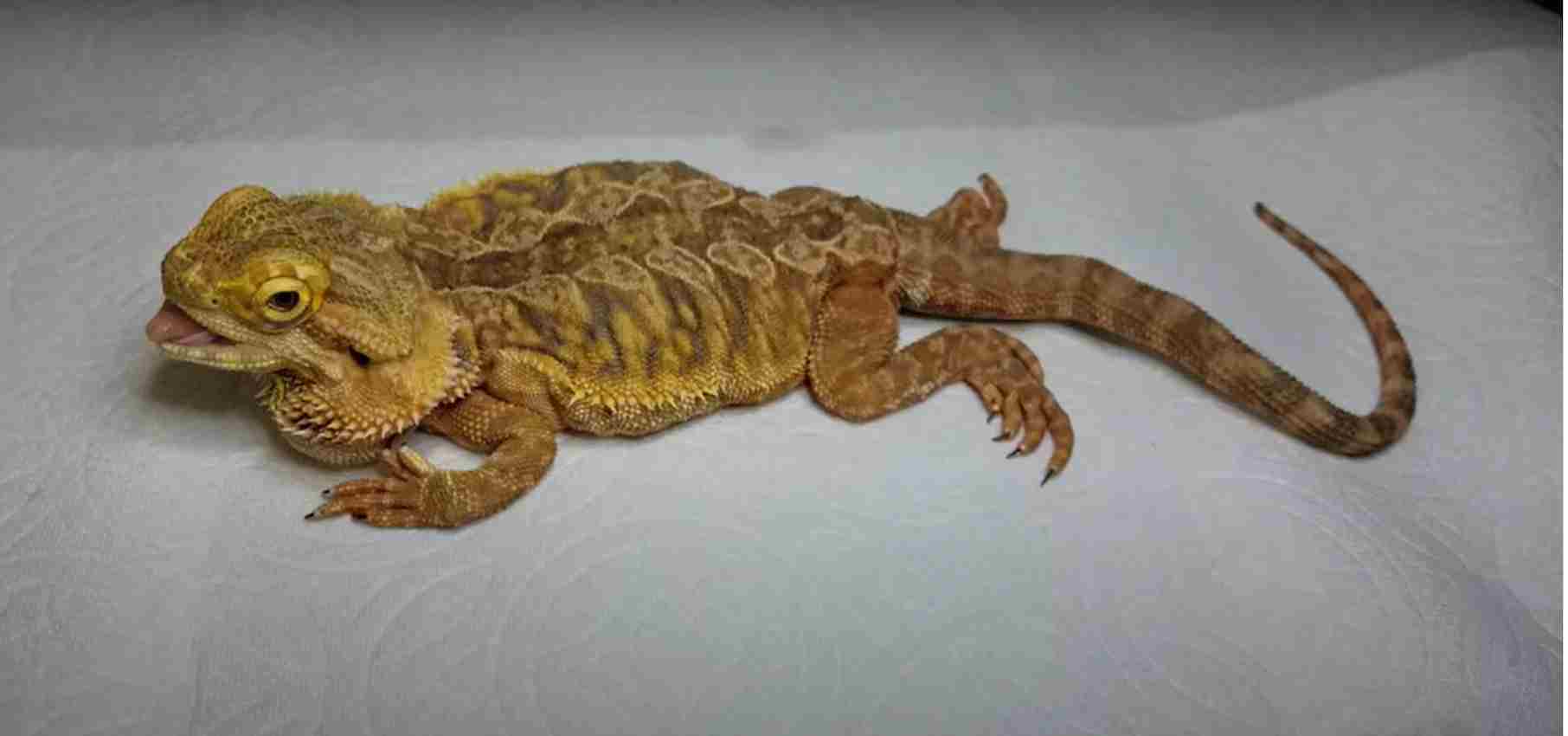 Why Your Bearded Dragon Is Not Using Its Back Legs