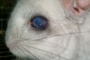 Chinchilla Eye Infection (How To Diagnose, Treat & Prevent)