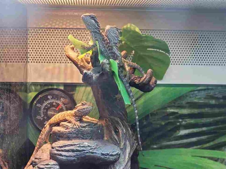 Bearded Dragon Mating Behavior, Rituals, & Seasons