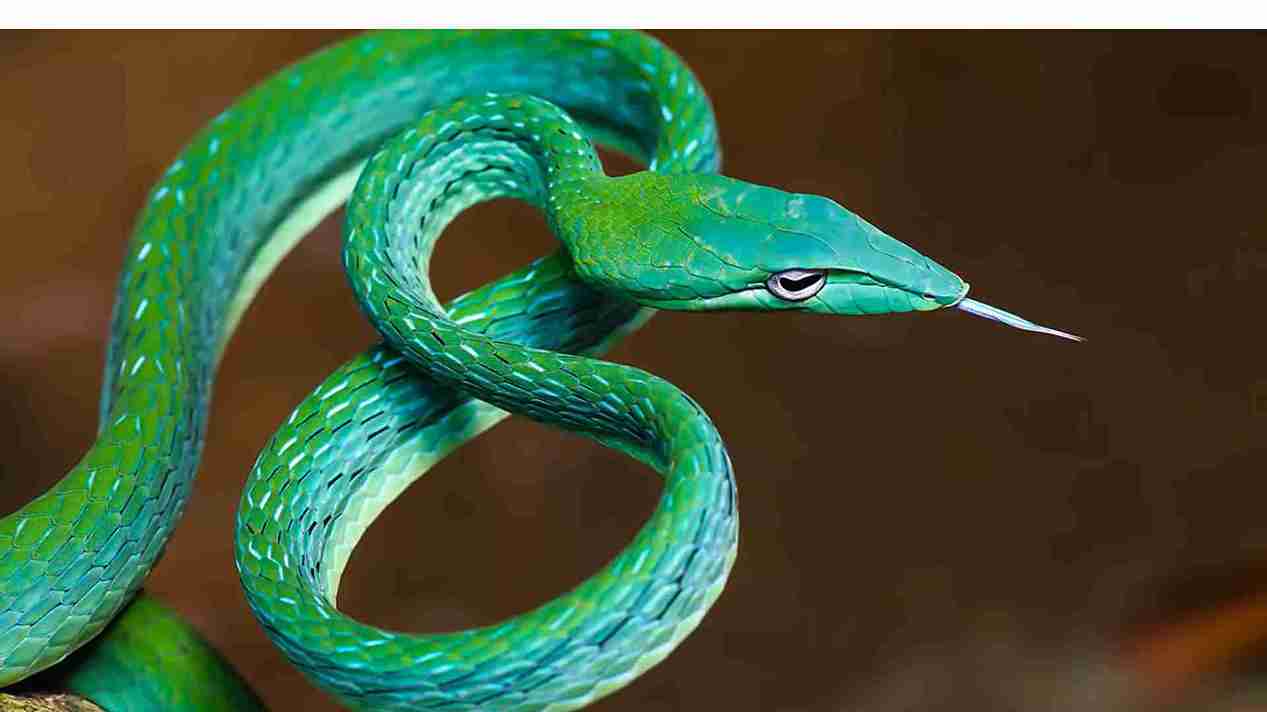 245 Of The Best Corn Snake Names (Cool, Cute, And By Gender)