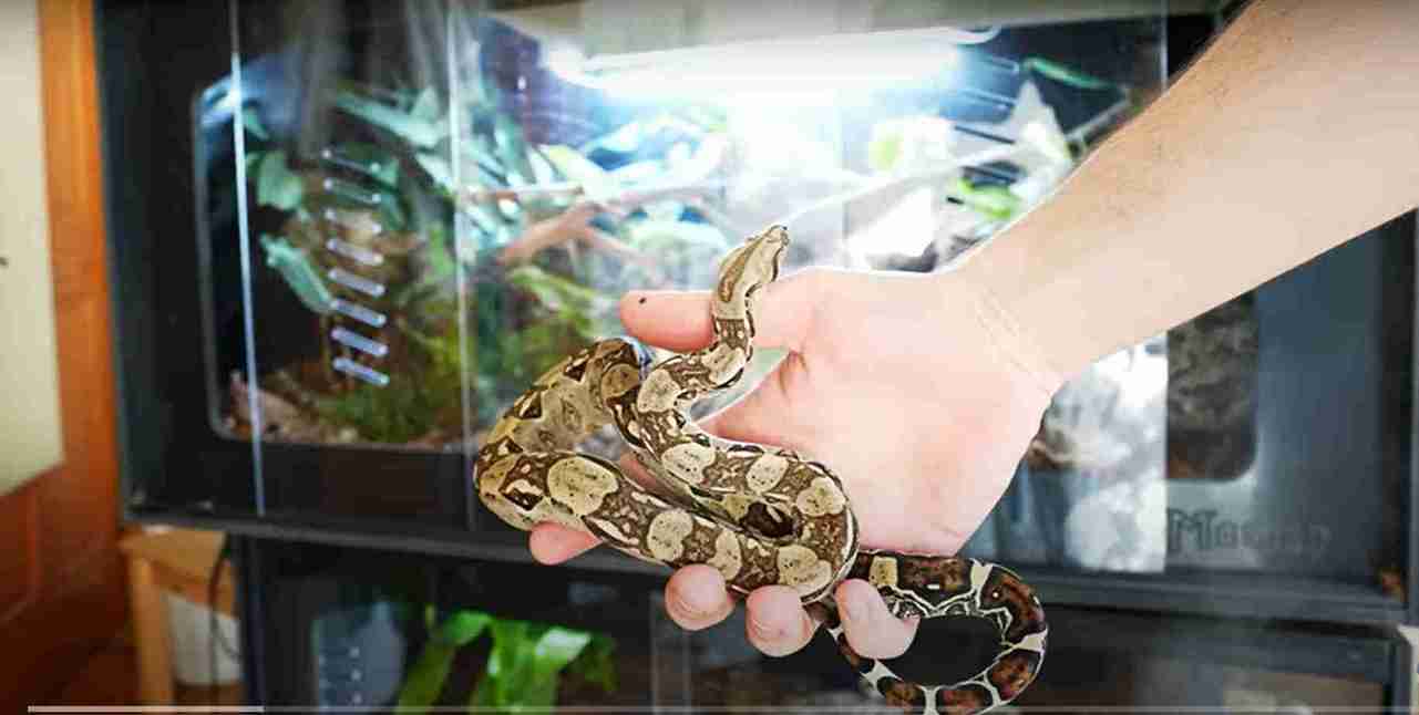 How Often To Feed Boa Constrictors