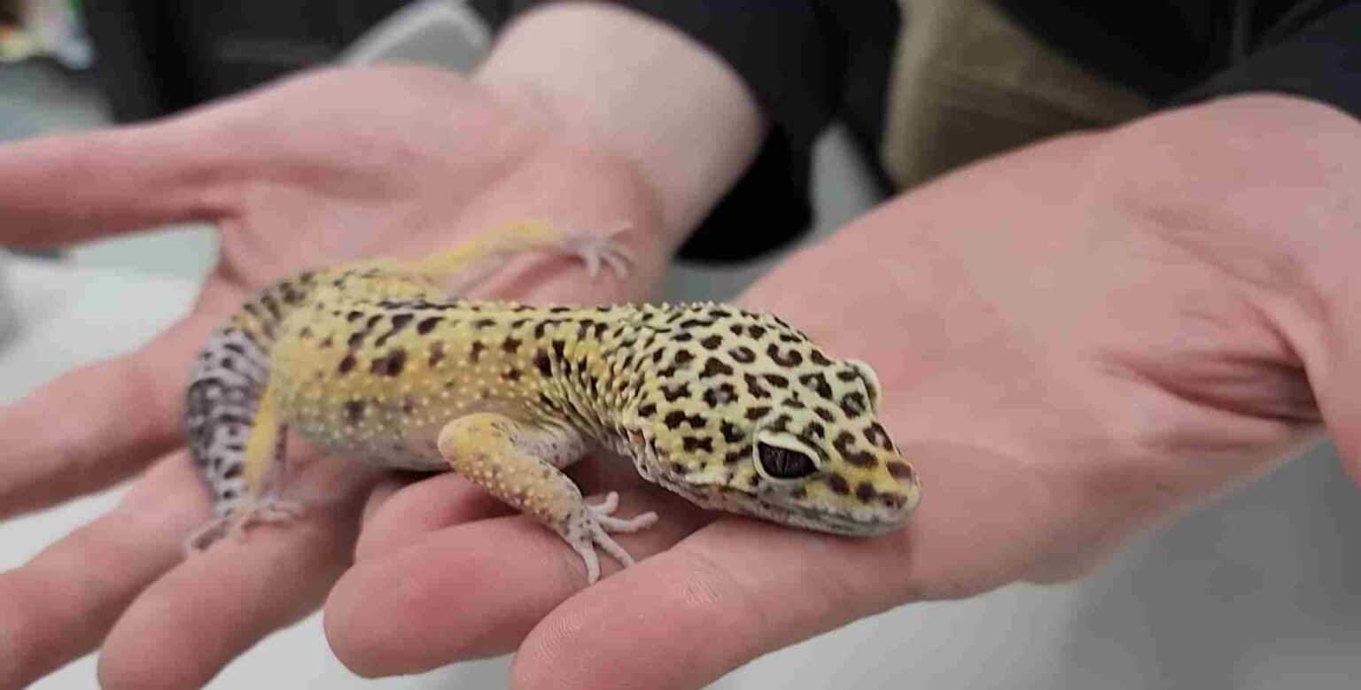 Leopard Gecko Prolapse: Causes & Solutions