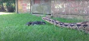 How Often To Feed Boa Constrictors