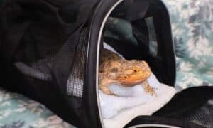 How To Travel With A Bearded Dragon Safely And Maintain Heat