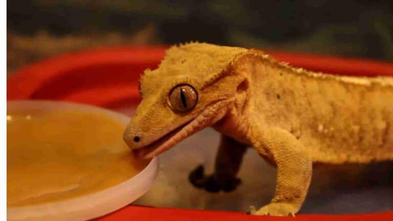 List Of The Best Crested Gecko Foods (Mixes, Fruits + Insects)