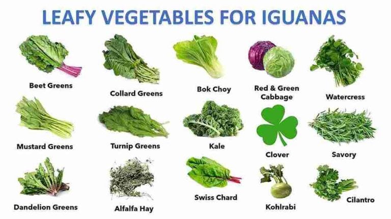 Best Food For Iguanas And What Can They Eat (Food List)