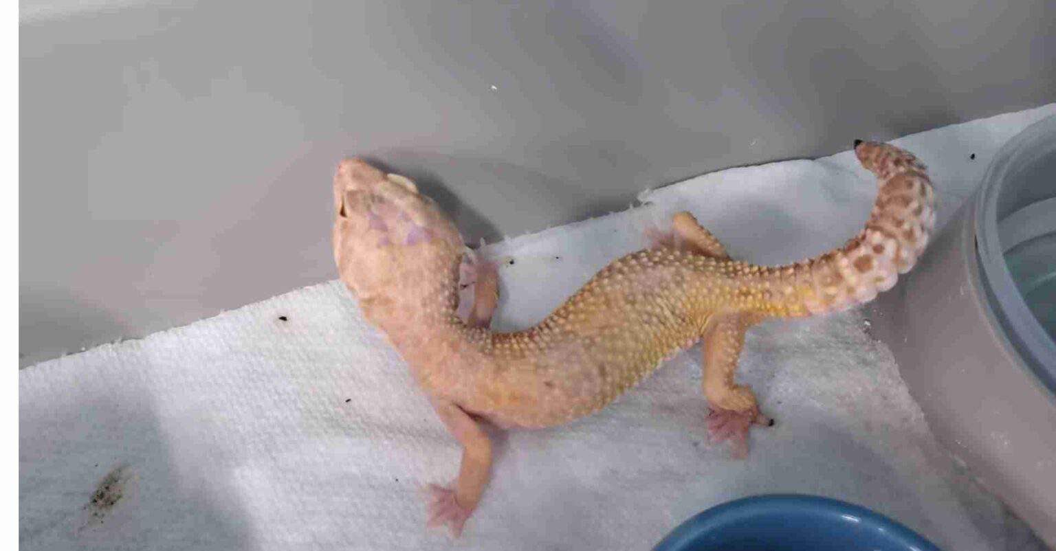 How To Tell If Your Leopard Gecko Is Dying (Warning Signs)