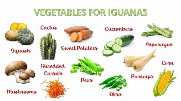 Best Food For Iguanas And What Can They Eat (Food List)