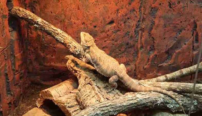 How To Set Up A Bioactive Substrate For Bearded Dragons