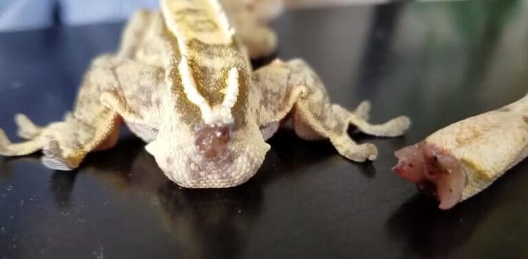 Crested Gecko Tail Drop: Handling Tail Loss