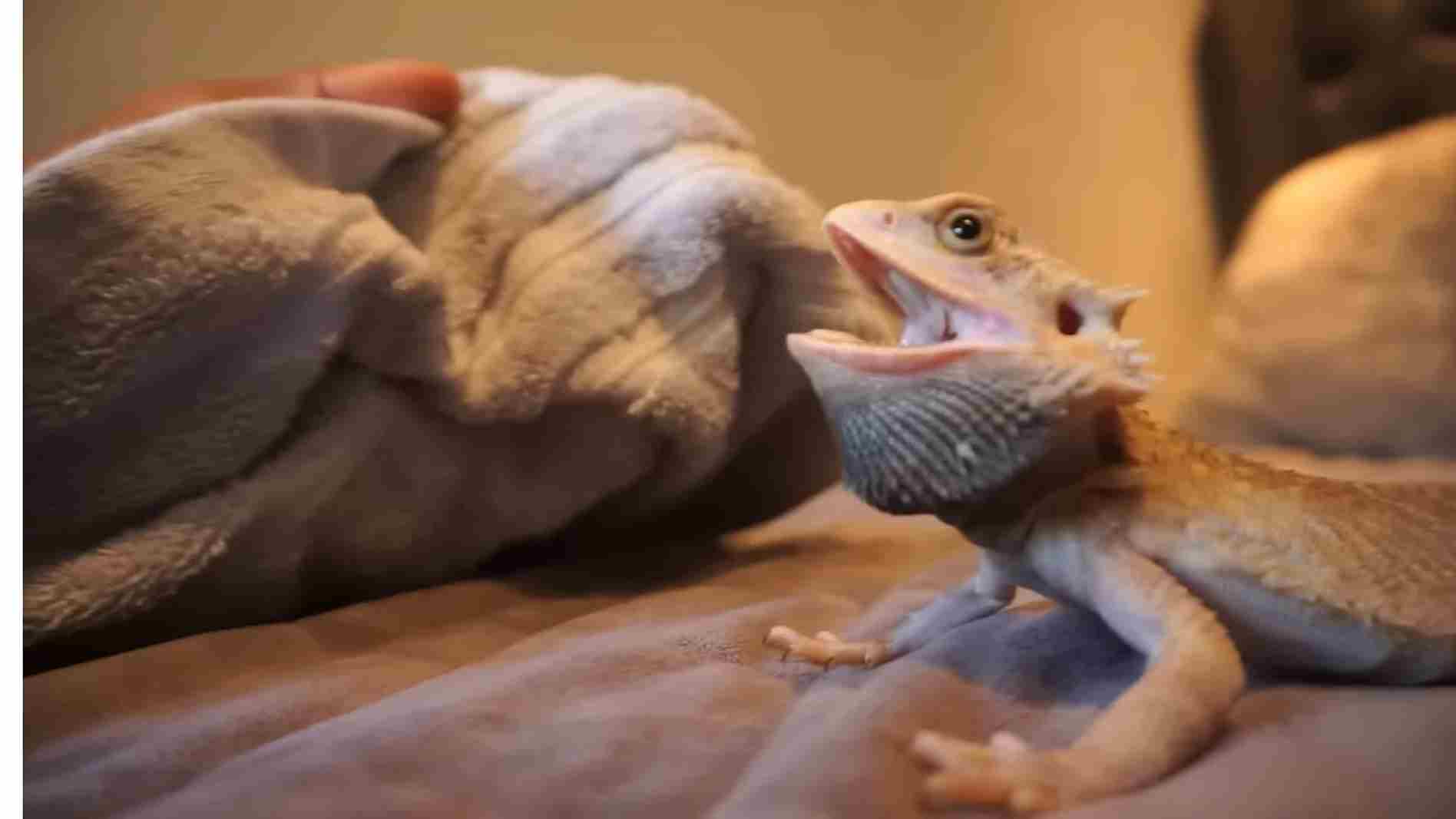 Every Reason Why Bearded Dragons Puff Up