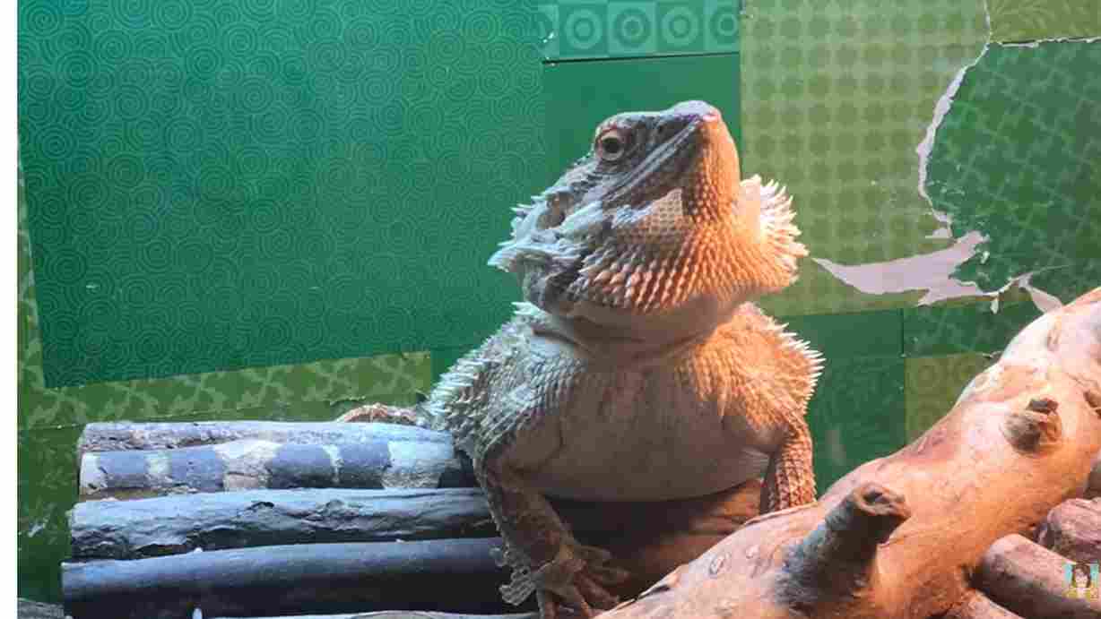 Every Reason Why Bearded Dragons Puff Up