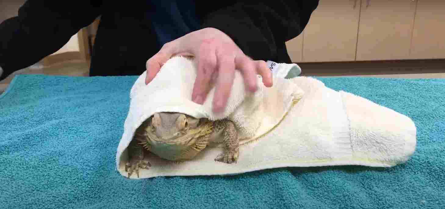 How To Help & Prevent A Bearded Dragon Bleeding From Anus