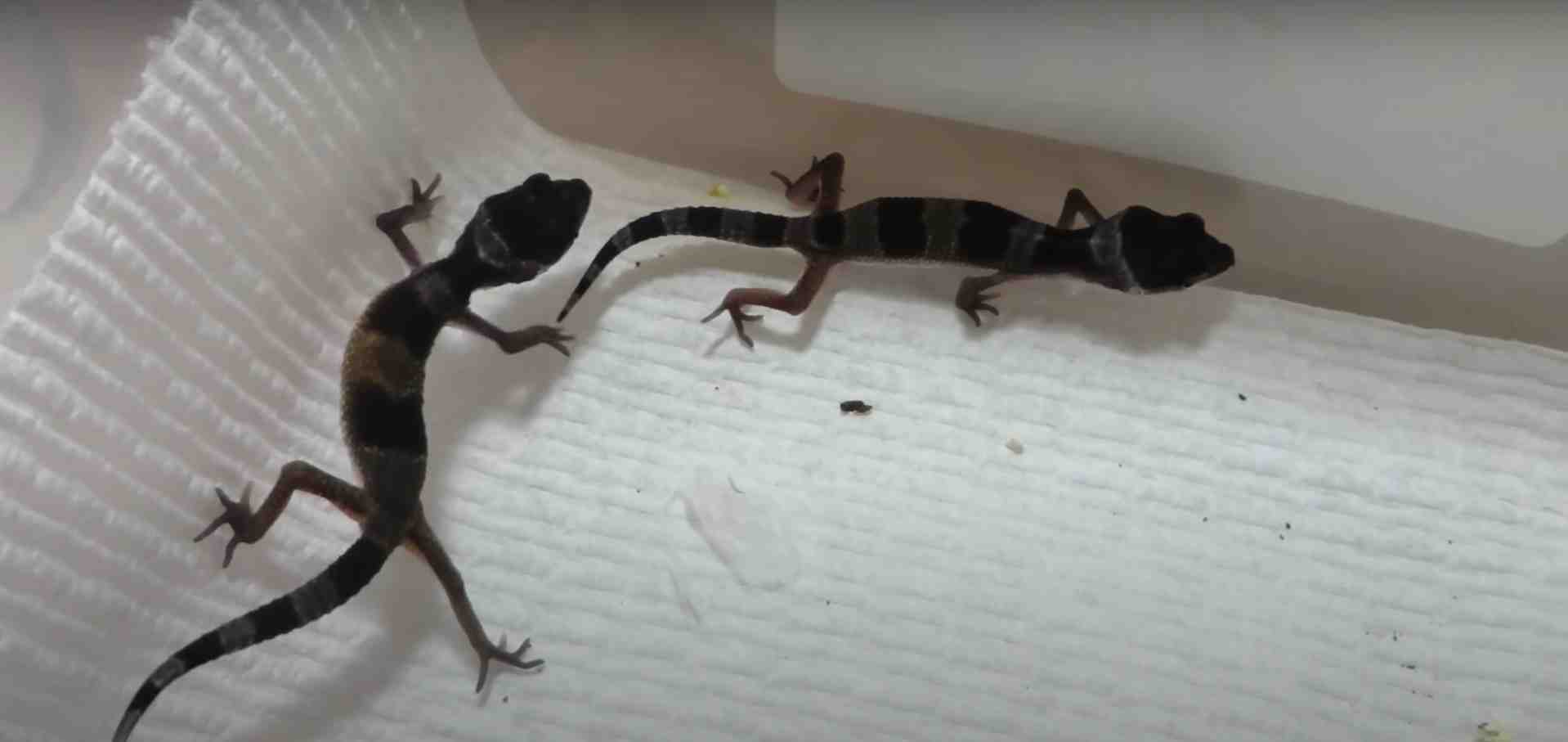 How To Make A Black Pearl Leopard Gecko