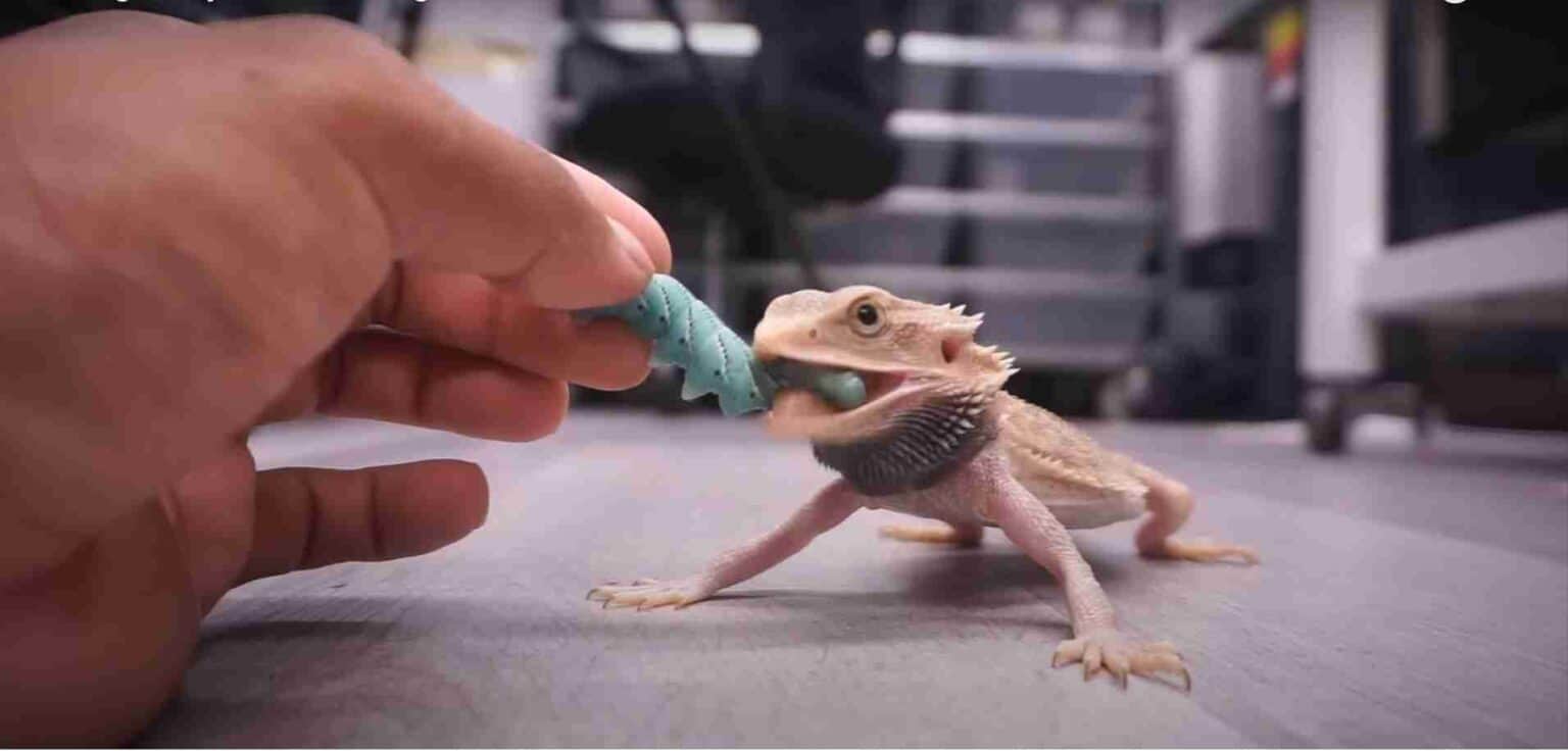 How To Bond With Your Bearded Dragon [6 Simple Tips & Tricks]