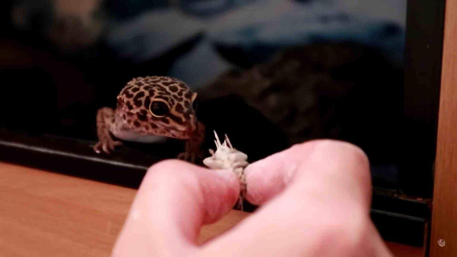 How To Tame A Leopard Gecko In 6 Easy Steps