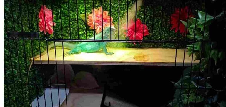 The 4 Best Iguana Cages: Enclosure Guide And Review