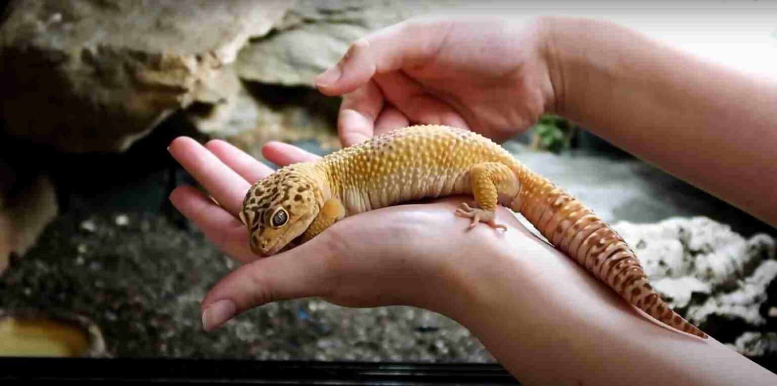 How To Tame A Leopard Gecko In 6 Easy Steps