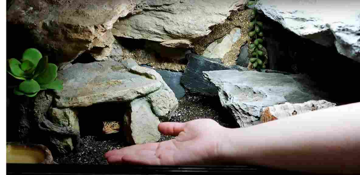 How To Tame A Leopard Gecko In 6 Easy Steps