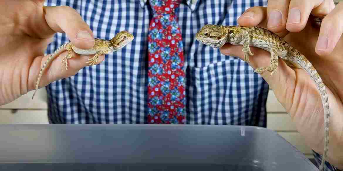 How To Pick Up A Bearded Dragon: Hold And Handling