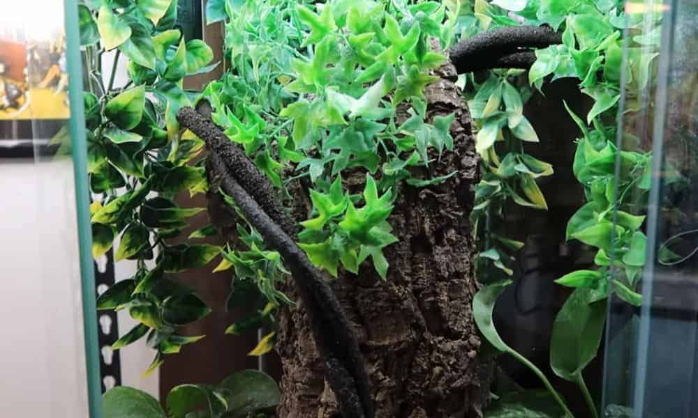 Green Anole - Oddly Cute Pets